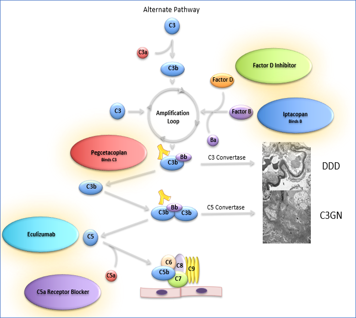 The Complement Cascade Molecular Otolaryngology And Renal Research 2643